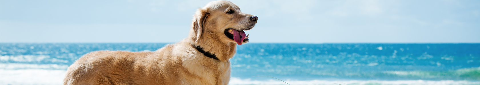 必除®项圈 PREVENTIC®